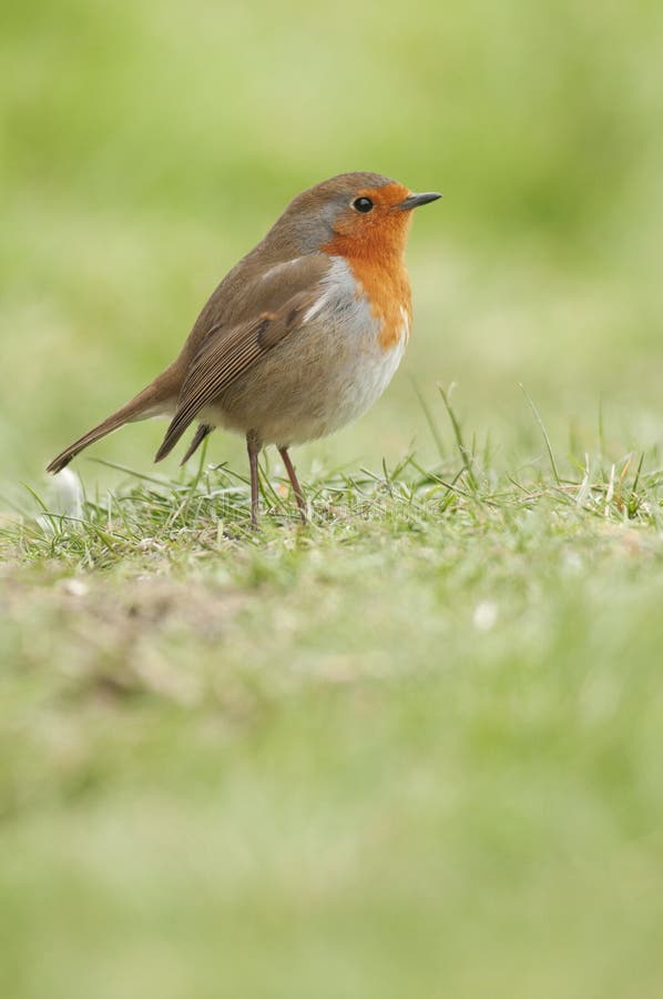 European Robin (Erithacus Rubecula) Stock Image - Image of songbird ...