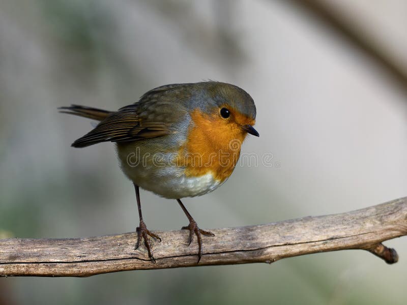 European Robin Erithacus Rubecula Stock Image - Image of denmark, wild ...