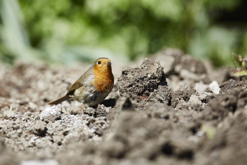European Robin stock photo. Image of erithacus, feather - 91868562