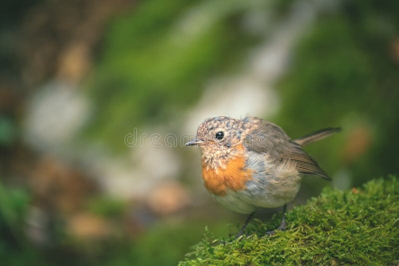 European Robin on the Moss in the Forest Stock Photo - Image of ...