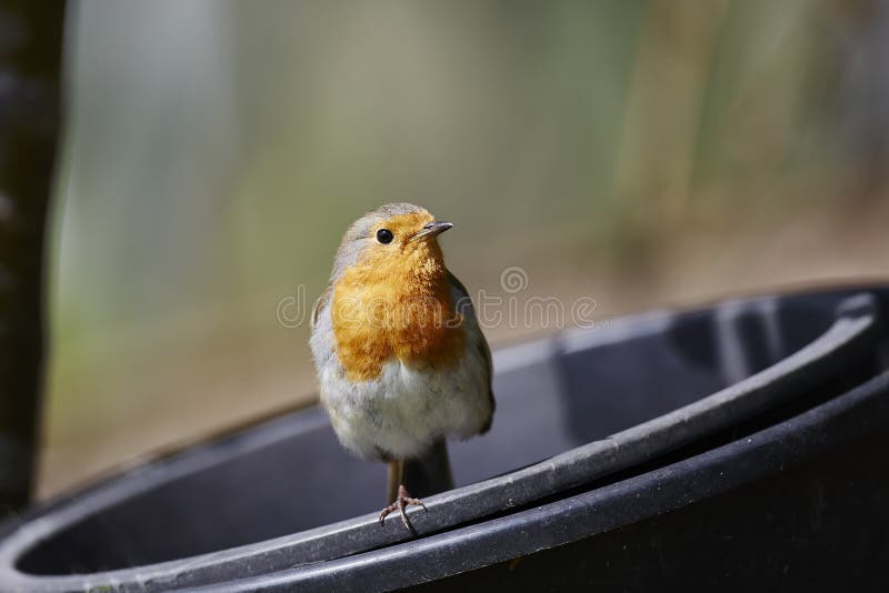 European Robin stock photo. Image of wild, feather, redbrest - 92310156