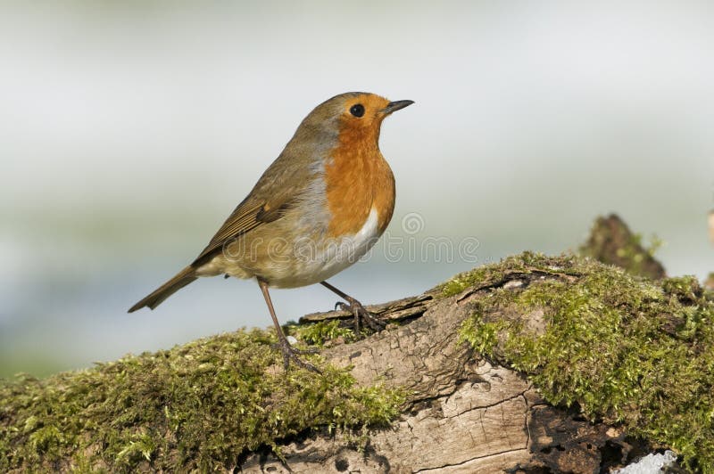 European Robin (Erithacus Rubecula) Stock Photo - Image of wildlife ...