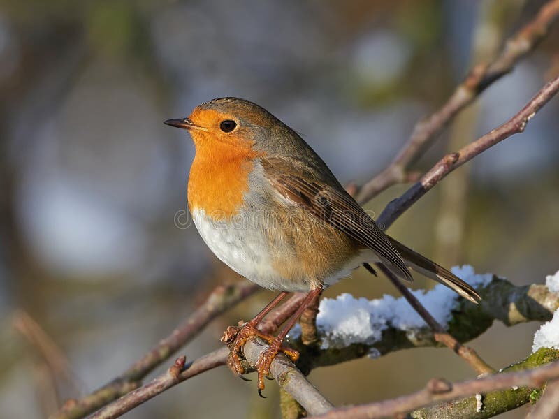 European Robin (Erithacus Rubecula) Stock Image - Image of animal ...