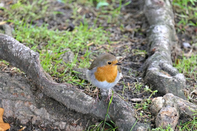European Robin, Erithacus Rubecula or Robin Redbreast on a Tree Root on ...