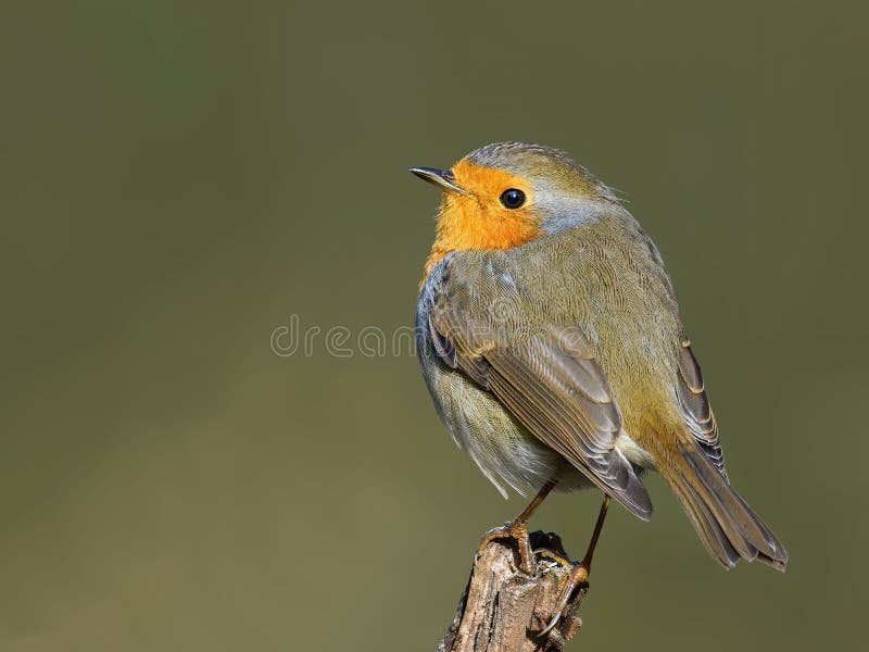 European Robin Siting on a Stick. Stock Image - Image of beautiful ...