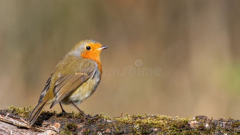 European Robin Siting on a Stick. Stock Photo - Image of pine, little ...