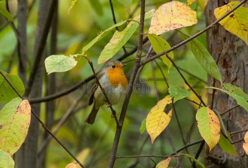 European Robin Sits on Autumn Branch Stock Image - Image of forest ...