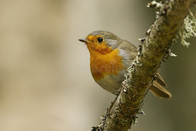 European Robin (erithacus Rubecula) Sitting on a Branch in the Forest ...