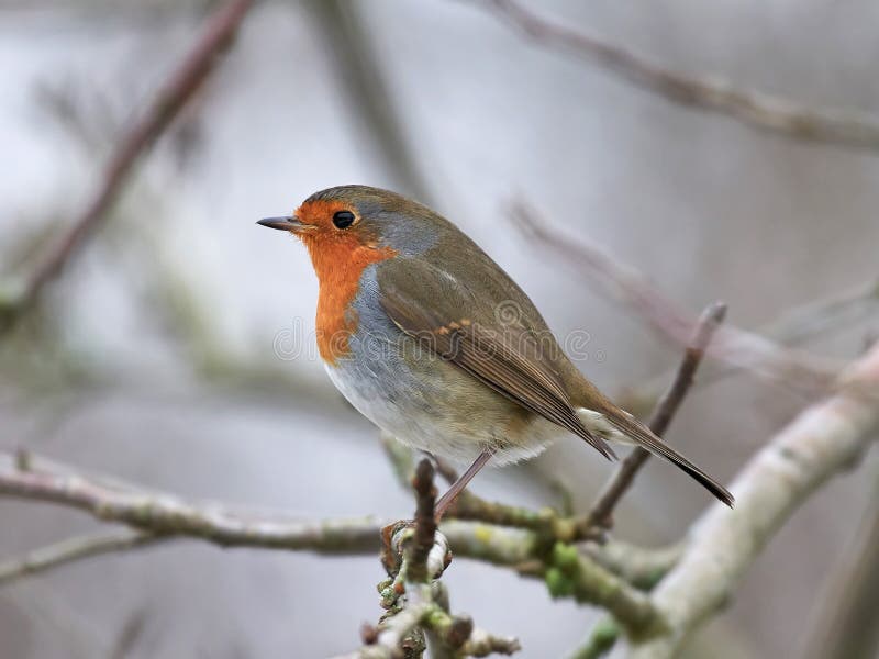 European Robin Erithacus Rubecula Stock Photo - Image of european ...