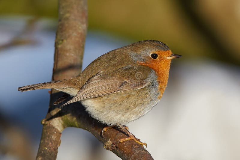 European Robin Erithacus Rubecula Stock Photo - Image of habitat, wild ...