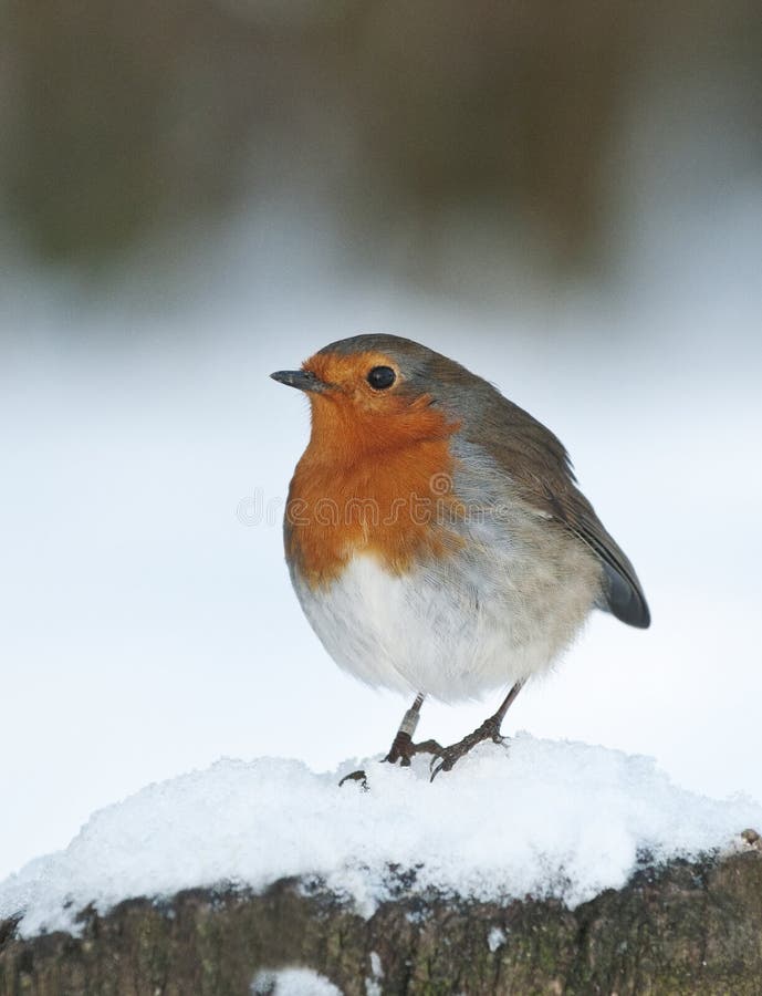 European Robin (Erithacus Rubecula) Stock Image - Image of erithacus ...
