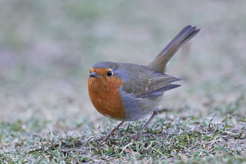 European Robin Erithacus Rubecula Stock Photo - Image of wildlife ...