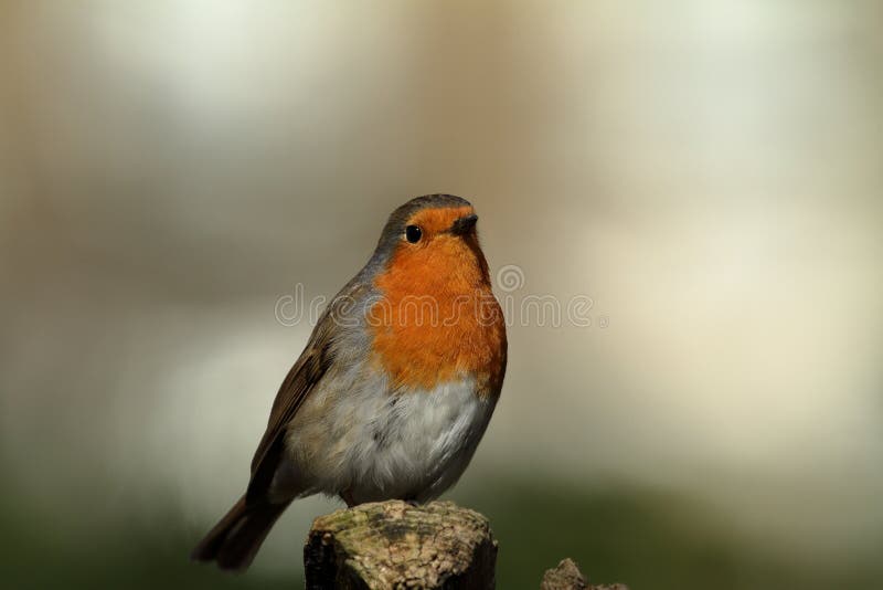 European robin stock photo. Image of blue, songbird, robin - 87273940