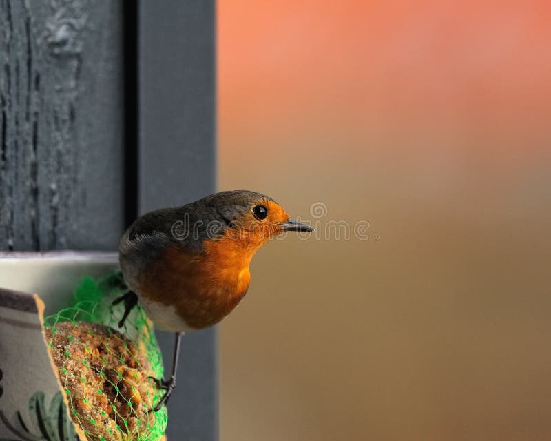 European Robin and feeder stock photo. Image of closeup - 23825878