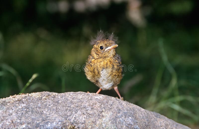 Robin Fledgling stock image. Image of juvenile, nature - 96338305