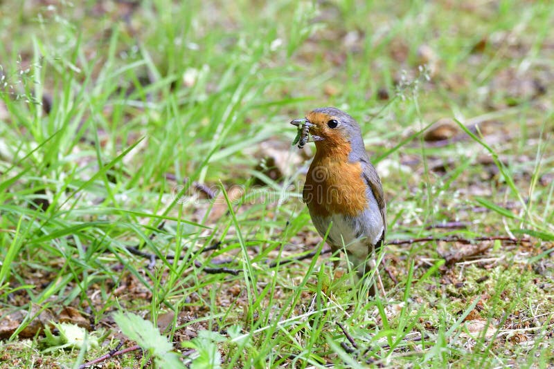 European robin stock image. Image of european, green - 75374479