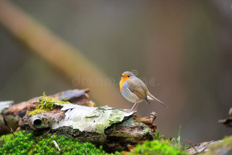 European Robin in forest stock image. Image of environment - 254178703