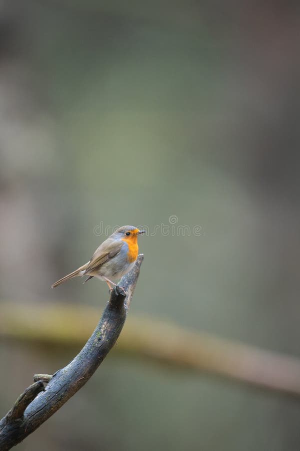 European Robin in forest stock image. Image of robin - 255783459