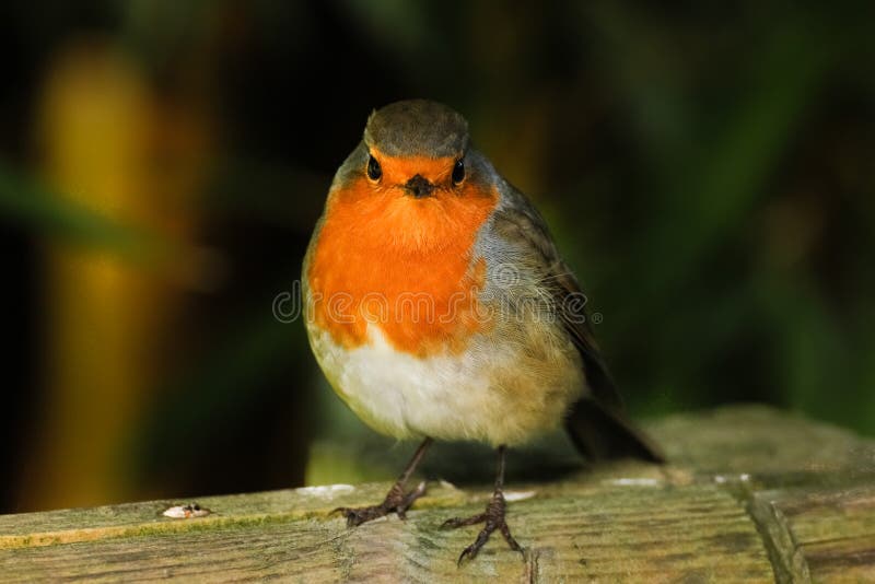European Robin. Ireland stock image. Image of ardea - 108449081