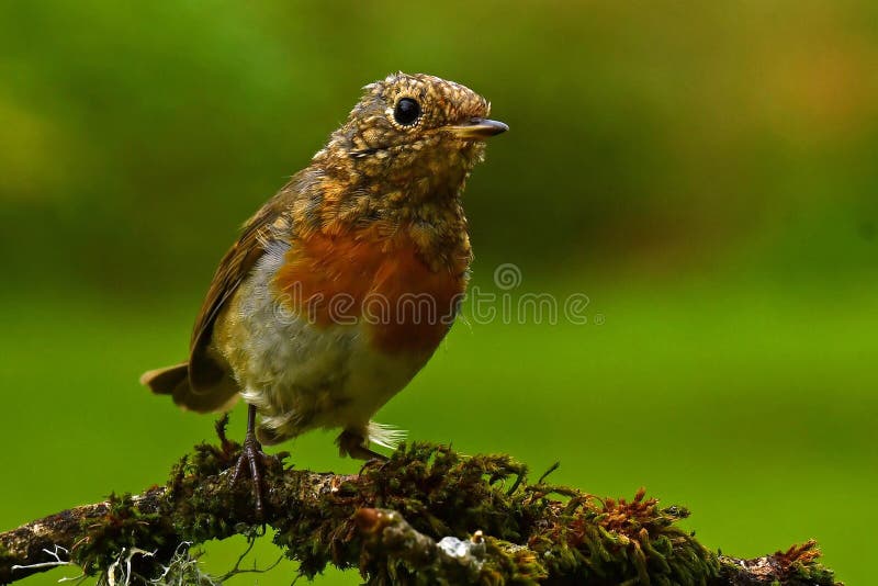 European Robin Juvenile, Erithacus Rubecula Stock Photo - Image of ...