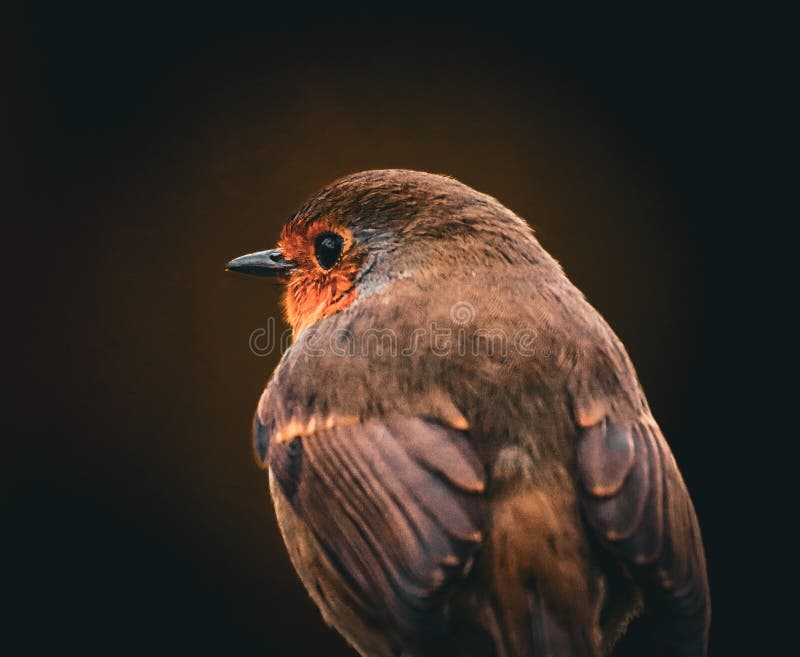 European Robin with Orange Chest Patch Stock Image - Image of garden ...
