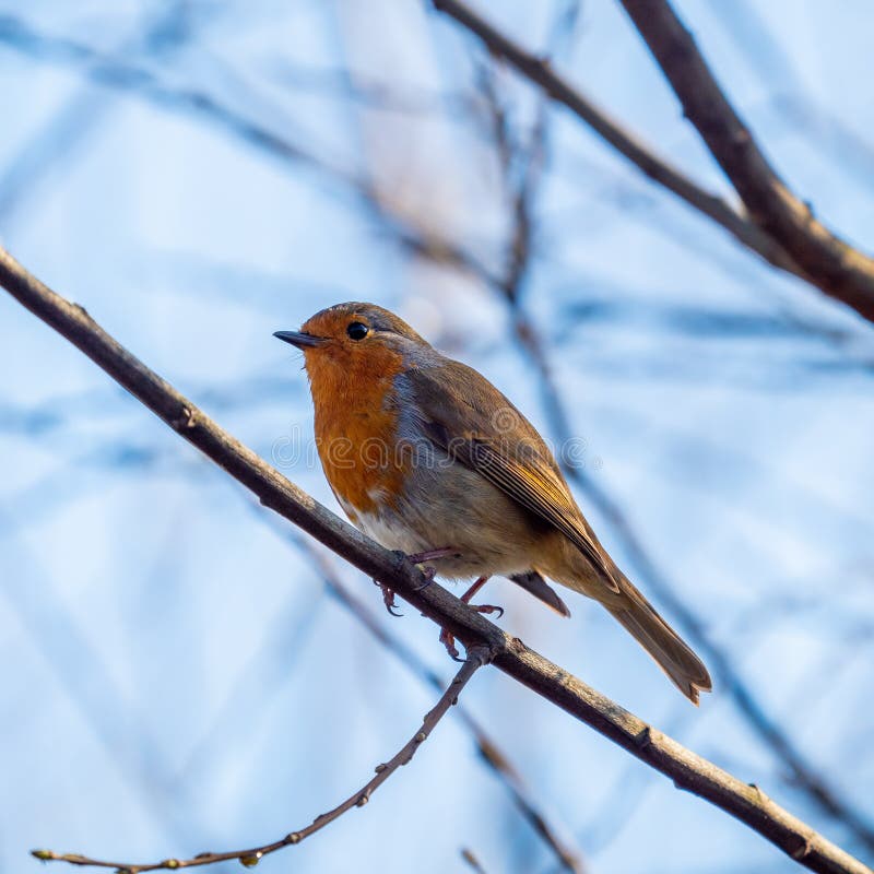 European Robin Perched in Tree Stock Photo - Image of beautiful, spring ...