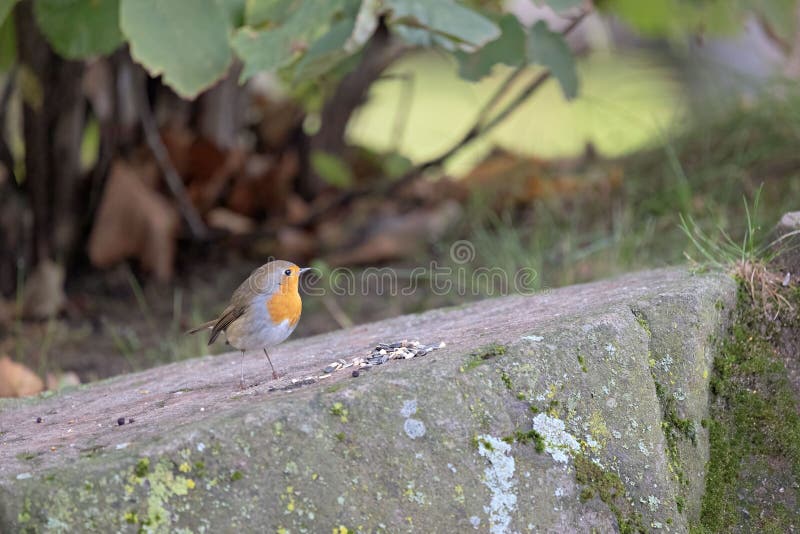 European Robin Perching on Stone Stock Photo - Image of eyes, looking ...