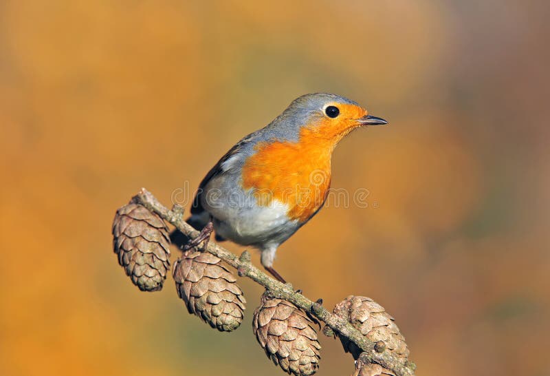 European robin stock image. Image of bird, european, wing - 63910957