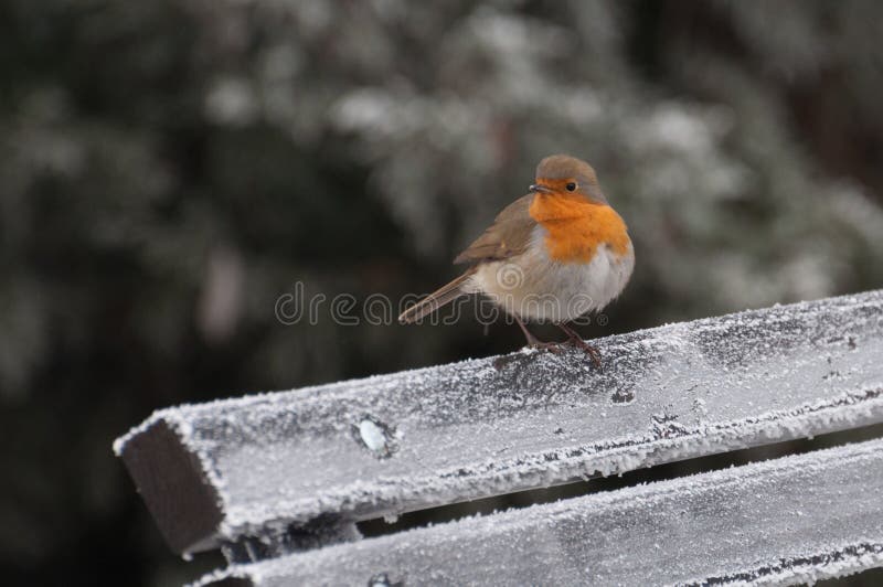 Fluffy European Robin Hiding in the Bushes Looking at the Camera Stock ...