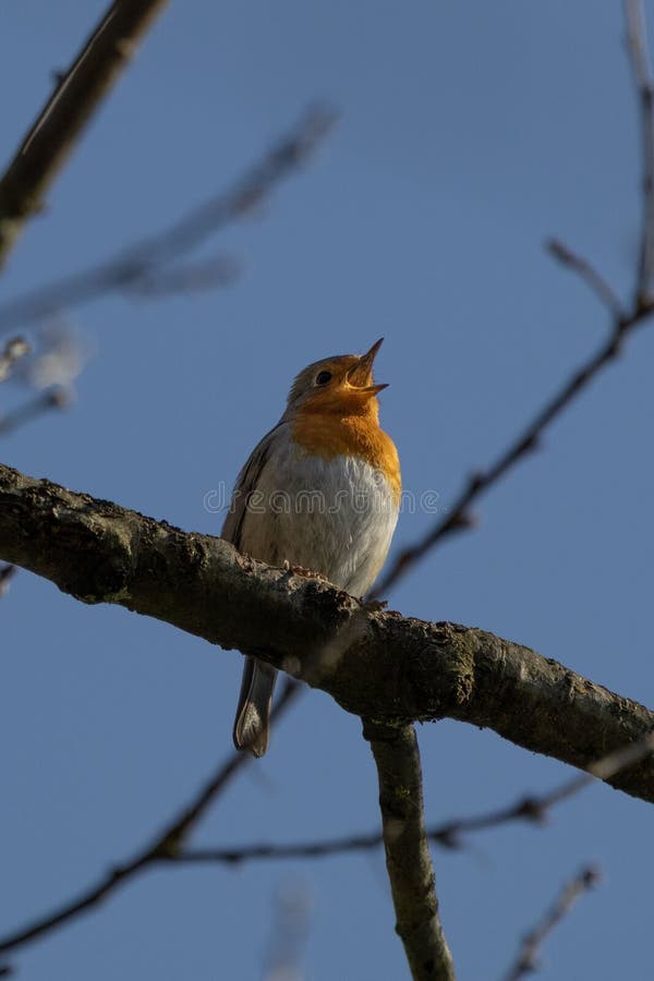 European Robin Singing on a Branch Stock Image - Image of european ...