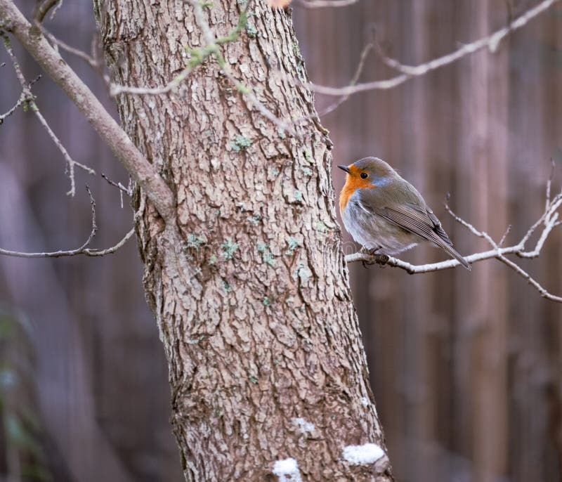 European Robin Sitting on a Tree Twig Stock Image - Image of feather ...