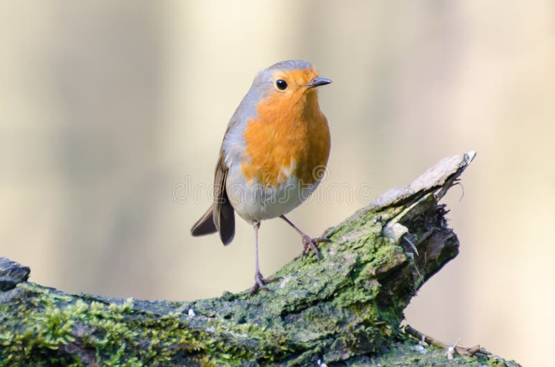 European robin stock photo. Image of feather, weather - 39122460