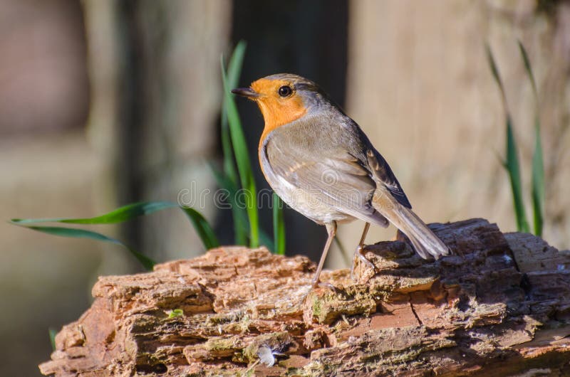 European robin stock image. Image of feather, songbird - 39122603