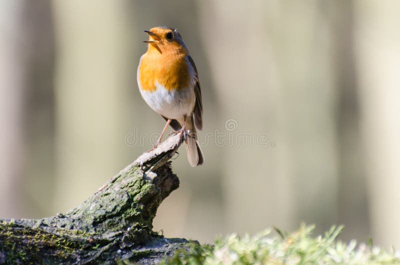 European robin stock image. Image of branches, feathers - 39178915