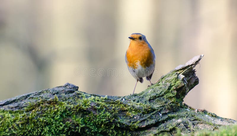 European robin stock photo. Image of outdoors, branches - 38809496