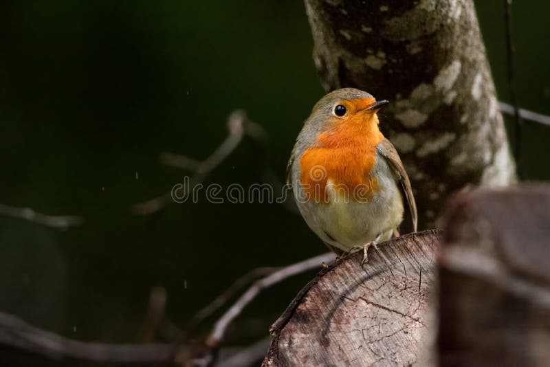 370 Robin Rain Photos - Free & Royalty-Free Stock Photos from Dreamstime