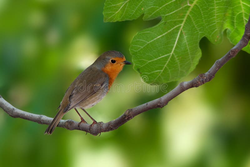 European Robin in summer stock photo. Image of garden - 28391590