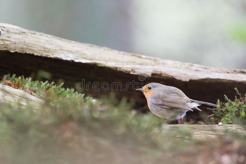 European Robin in tree stock image. Image of european - 55309117