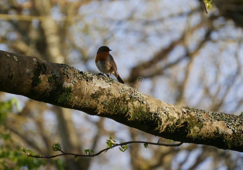 European Robin on Tree Branch, Half in the Shadow Stock Image - Image ...