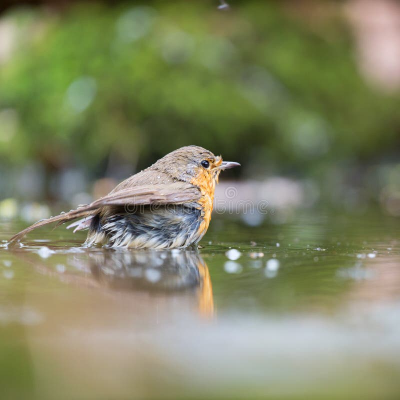 European Robin in water stock photo. Image of bathing - 60499472