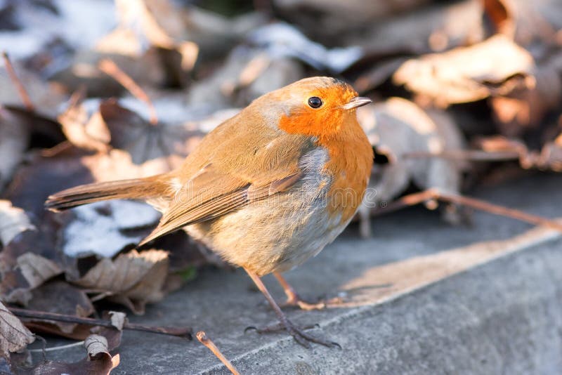 European Robin on Winter Morning Stock Photo - Image of watching, snow ...