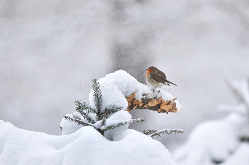 European robin in winter stock image. Image of perching - 64633365