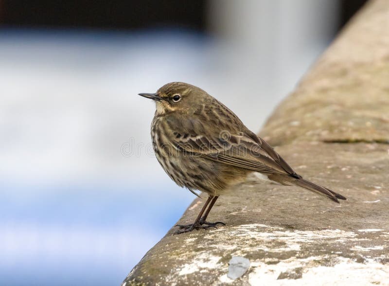 European Rock Pipit (Anthus Petrosus) Perched on Wall Stock Image ...