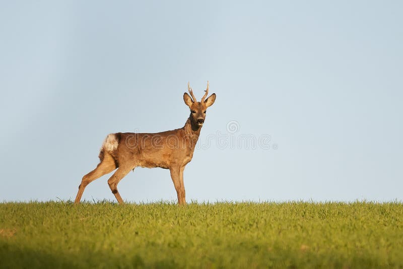 European Roe Buck in the Wild Stock Photo - Image of outdoor, meadow ...