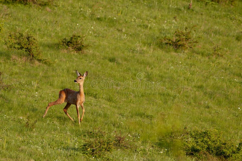 European roe deer stock photo. Image of europe, animal - 14373204