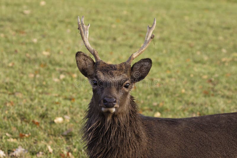 European Roe Deer, Capreolus Capreolus Stock Photo - Image of mammals ...