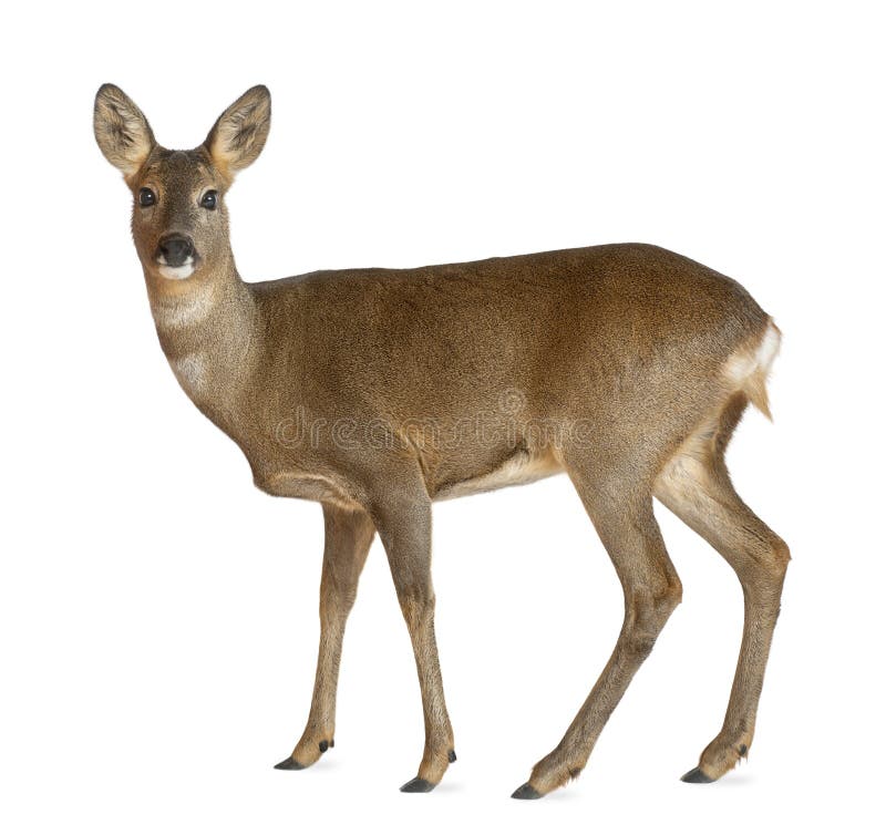 European Roe Deer, Capreolus Capreolus Stock Image - Image of wildlife ...