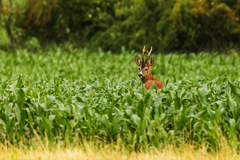 European Roe Deer (Capreolus Capreolus), Detail in the Cornfield Stock ...