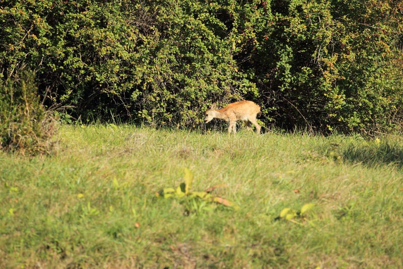 European roe deer stock image. Image of european, deer - 39472061