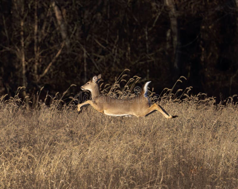 European Roe Deer Running in a Field in the Daylight Stock Image ...